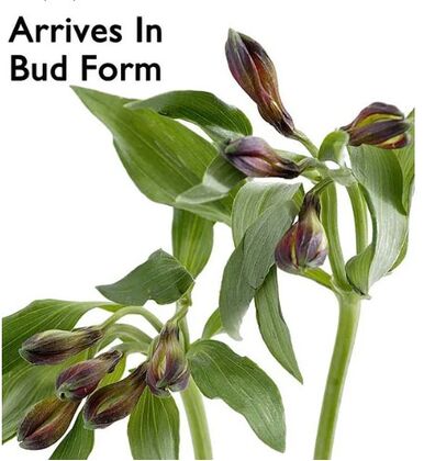 The FTD Cherished Friend Bouquet k1426 | Flower Delivery | Flower Shop